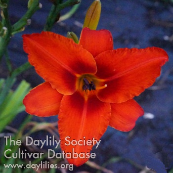 Unquenchable Fire - American Daylily Society